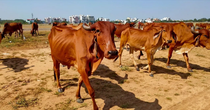 Bihar Ideal Gaushala : बिहार के सभी जिलों में बनेगी आदर्श गौशाला, इको ...